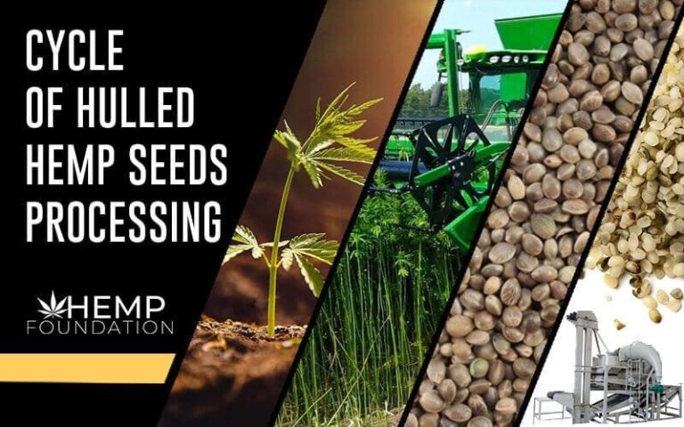 Complete Cycle of Hulled Hemp Seeds Processing (the US)