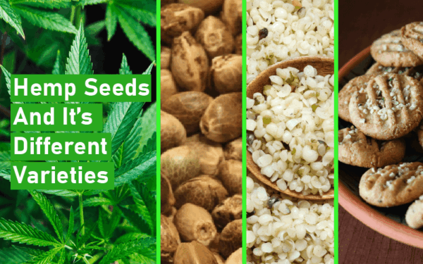Hemp Seed And It’s Different Varieties | Hemp Foundation